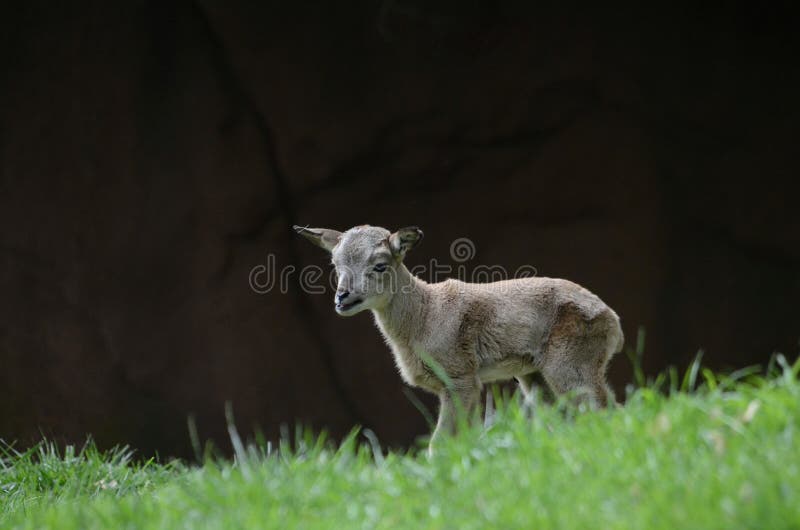 123 Urial Stock Photos - Free & Royalty-Free Stock Photos from Dreamstime