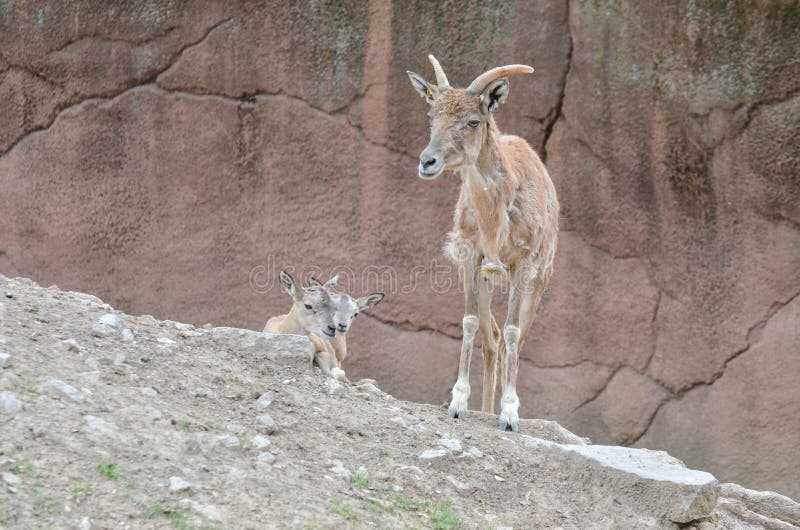 Urial Baby Stock Photos - Free & Royalty-Free Stock Photos from Dreamstime