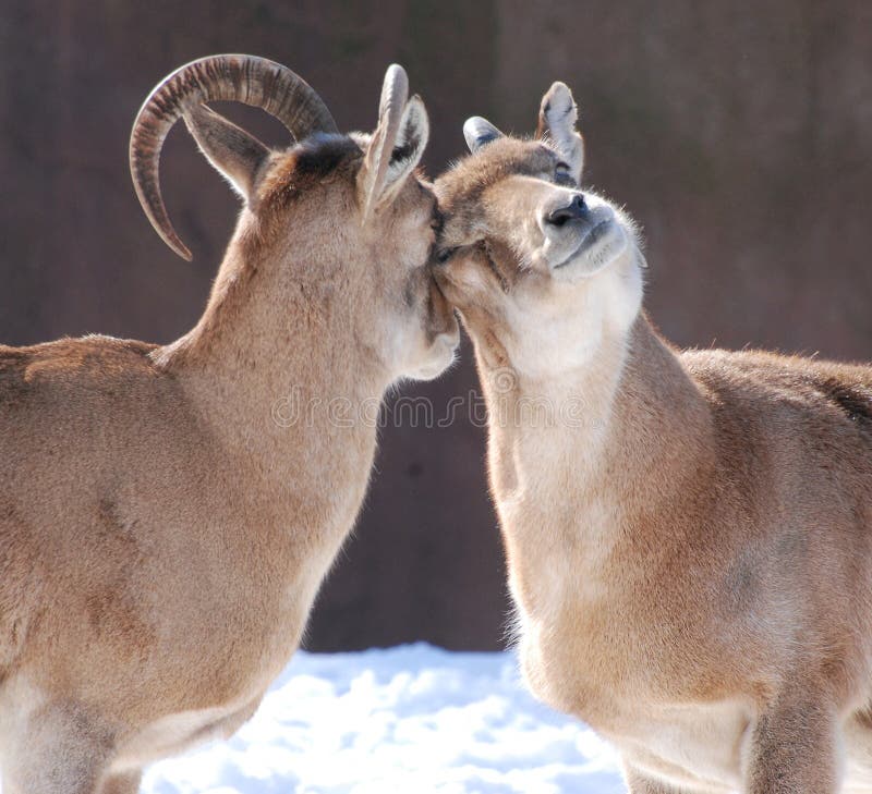 Transcaspian urial stock image. Image of male, resting - 17158193