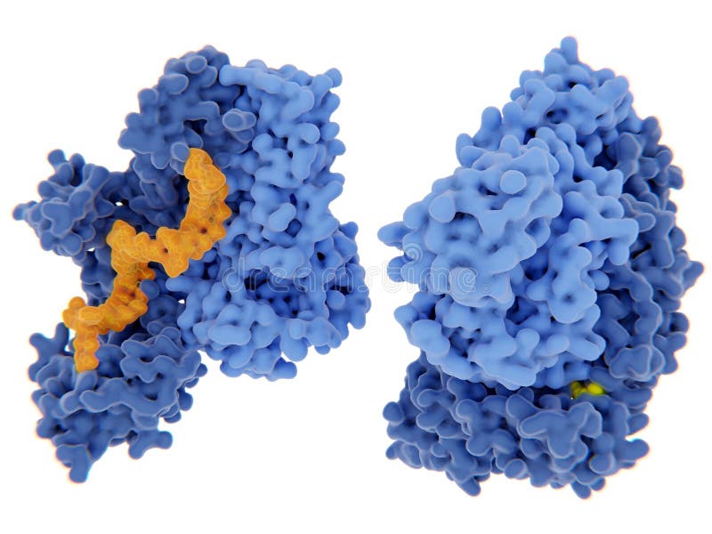 Enzima Reversa Do Transcriptase HIV-1 Imagem de Stock - Ilustração de ...