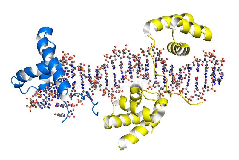 Transcriptiefactoren Verbindend Aan DNA Stock Illustratie ...