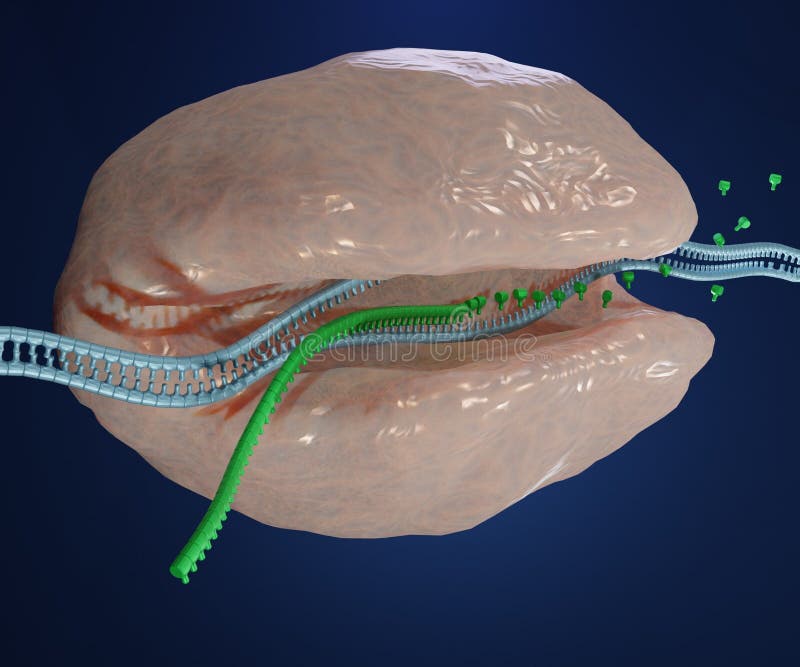 Transcription DNA Sequence To Make an RNA Molecule by RNA Polimerase ...