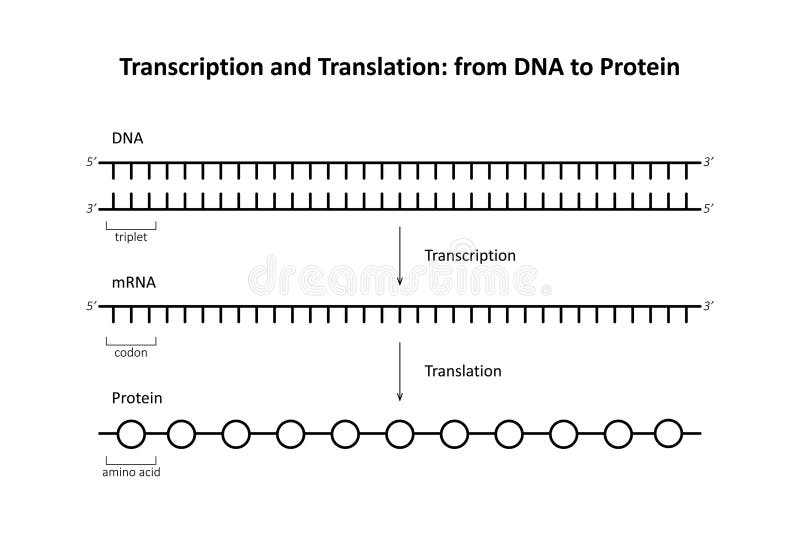 Transcription and Translation: from DNA To Protein Stock Vector ...