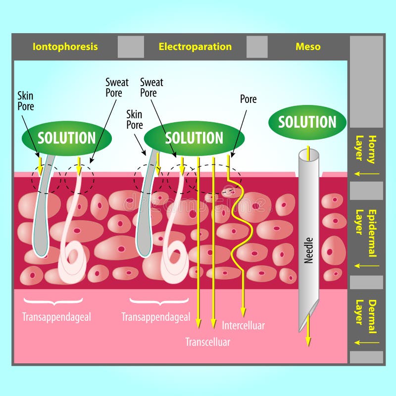 Skin Mechanism Stock Illustrations – 936 Skin Mechanism Stock ...