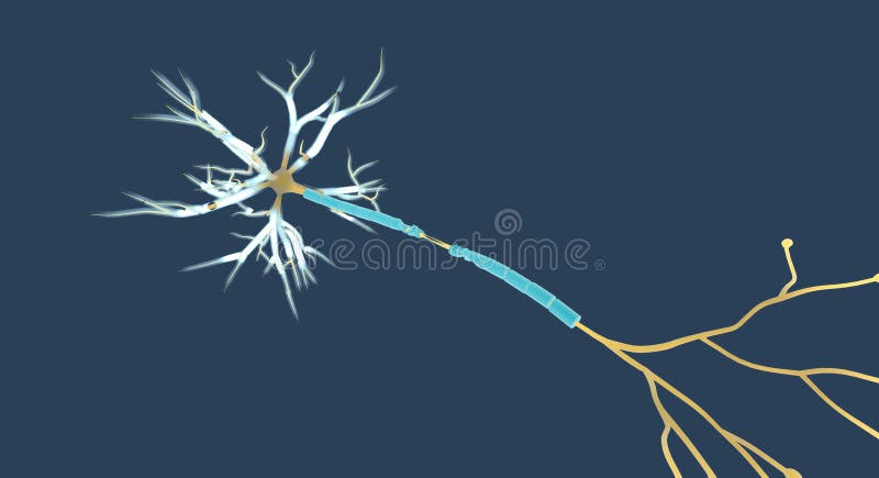 Transected Neurons are Brain Cells that are Damaged Due To Stretching ...