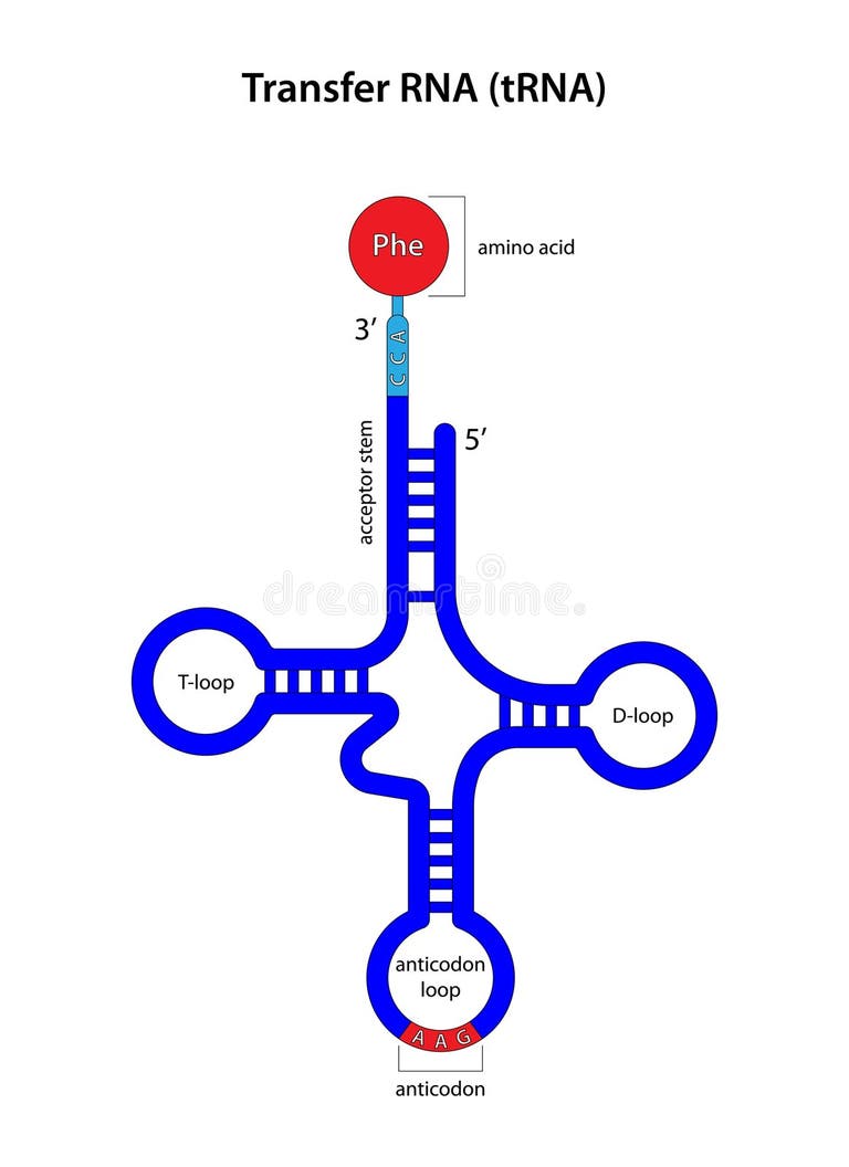 Rna Processing Stock Illustrations – 122 Rna Processing Stock ...