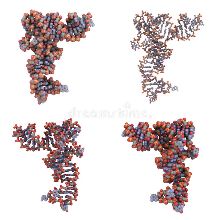 Transfer RNA (tRNA) Molecule Stock Illustration - Illustration of ...