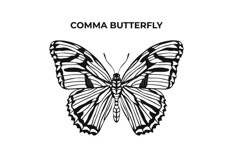 Comma Butterfly Detailed Outline for Artistic Coloring. Vector ...