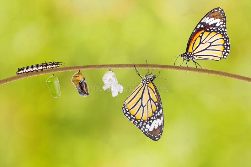 Transformation of Common Tiger Butterfly Emerging from Cocoon Stock ...