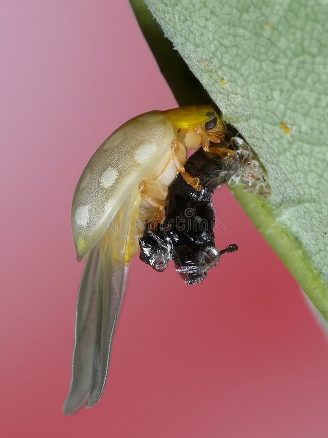 Transformation lady bug stock photo. Image of orange, spots - 3987852