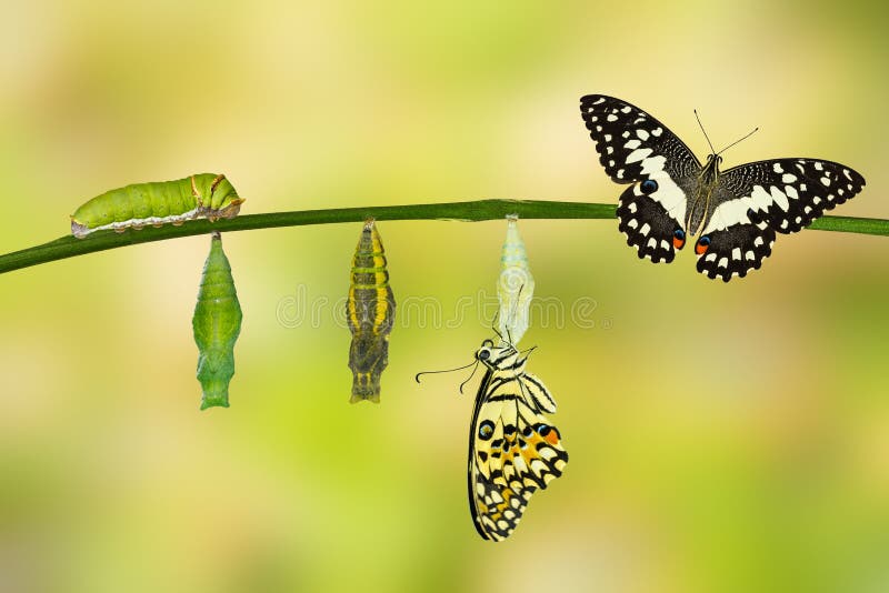 Cycle of Transformation stock image. Image of butterfly - 101383589
