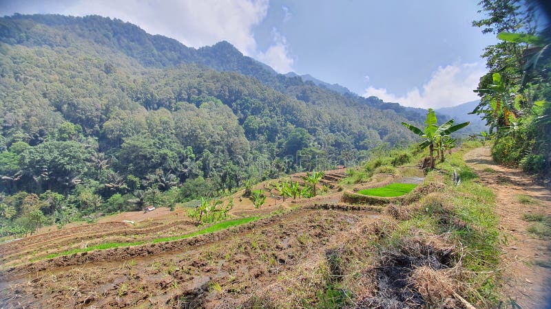 The Transformation of a Mountain Forest into Agricultural Rice Fields ...