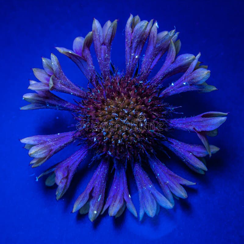 Sunflower in ultraviolet stock photo. Image of light - 225801676