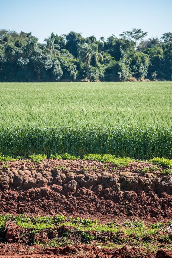 Green Wheat Field, Ground Cut Stock Photo - Image of field, farming ...