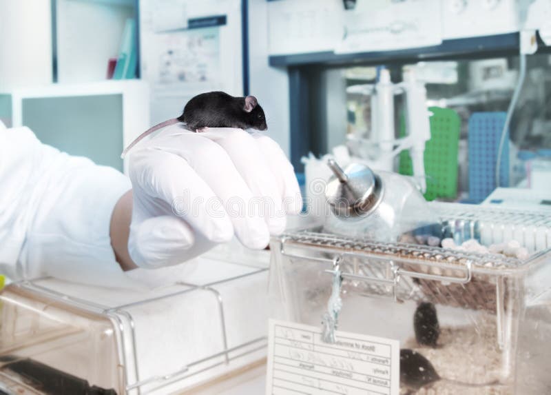 Transgenic Mouse in Modern Laboratory Stock Photo - Image of curiosity ...