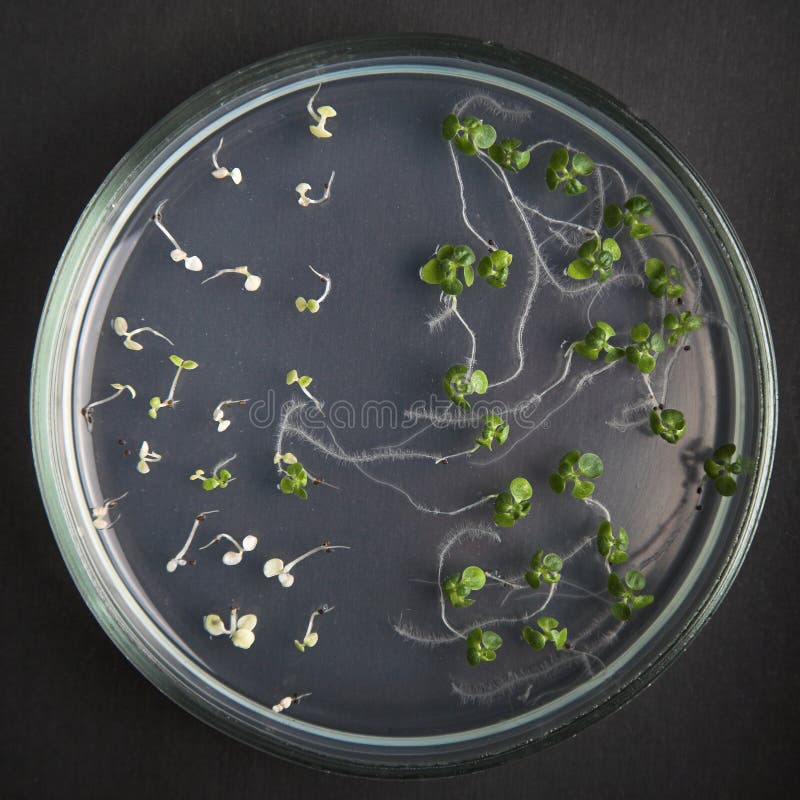 Transgenic plants stock photo. Image of leaf, culture - 28732474