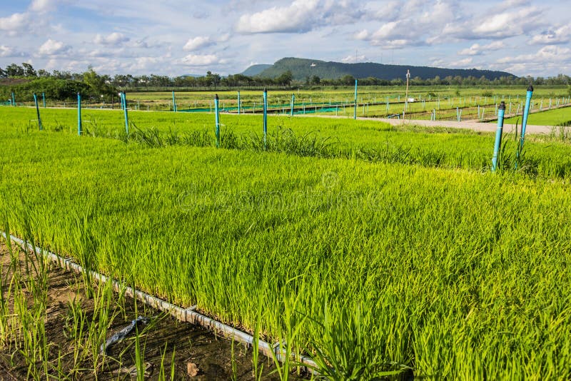 Transgenic rice stock photo. Image of plantation, mountain - 32704702