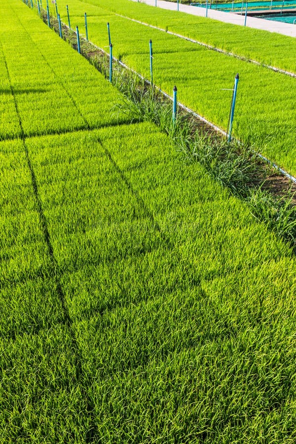 Transgenic rice stock photo. Image of growth, experiment - 32704768