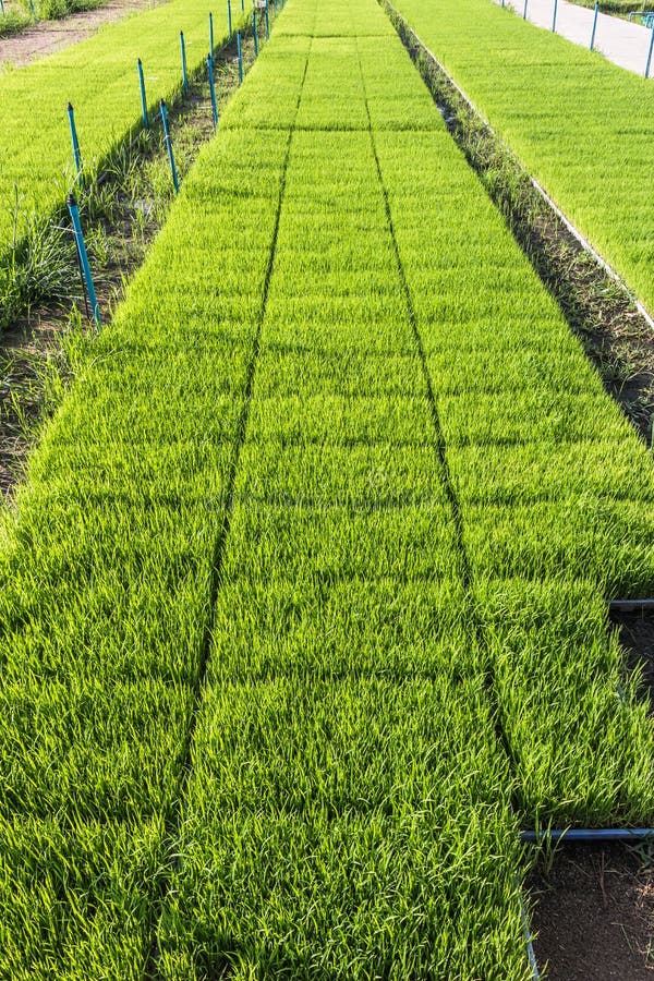 Rice transgenic stock photo. Image of rice, stem, house - 27572170