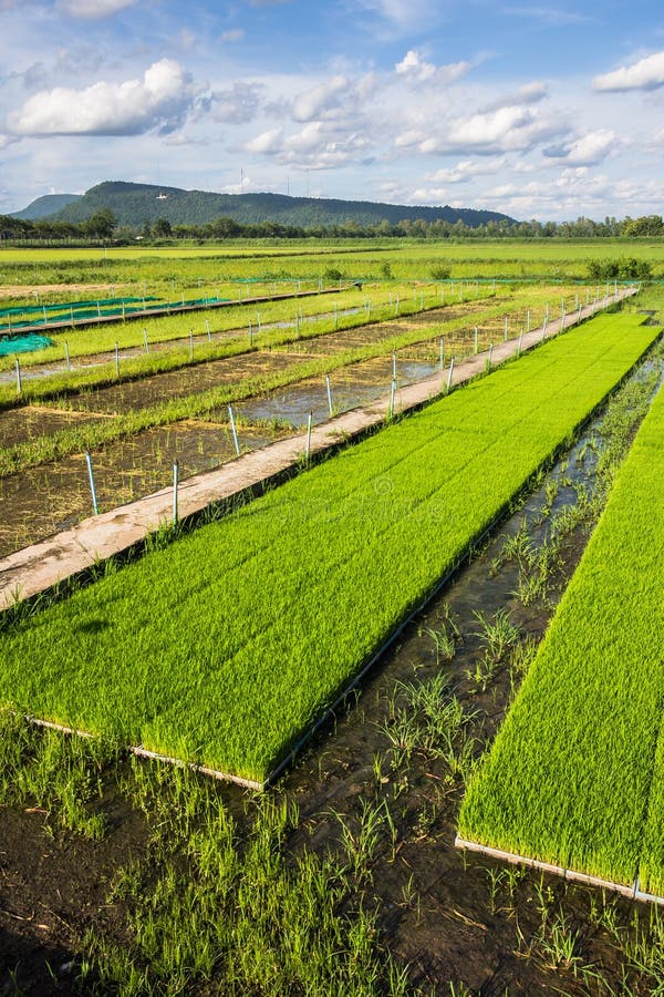Transgenic rice stock image. Image of paddy, green, rice - 32704865