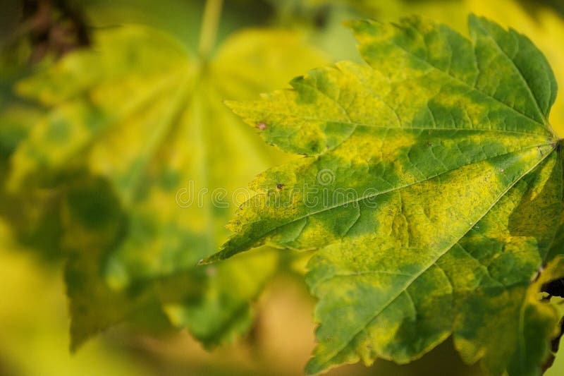 Transition of Deciduous Maple Leaves Form Green To Yellow Stock Photo ...