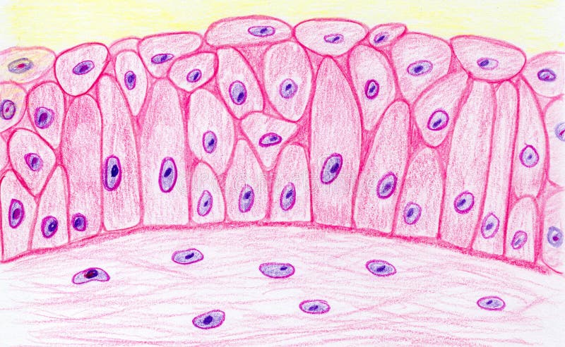 Transitional Epithelium, Hand Drawn Illustration Stock Illustration ...