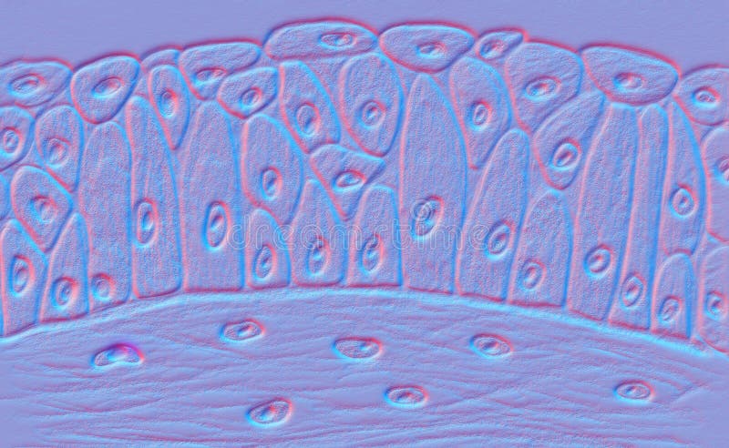 Transitional Epithelium, Illustration Stock Illustration - Illustration ...