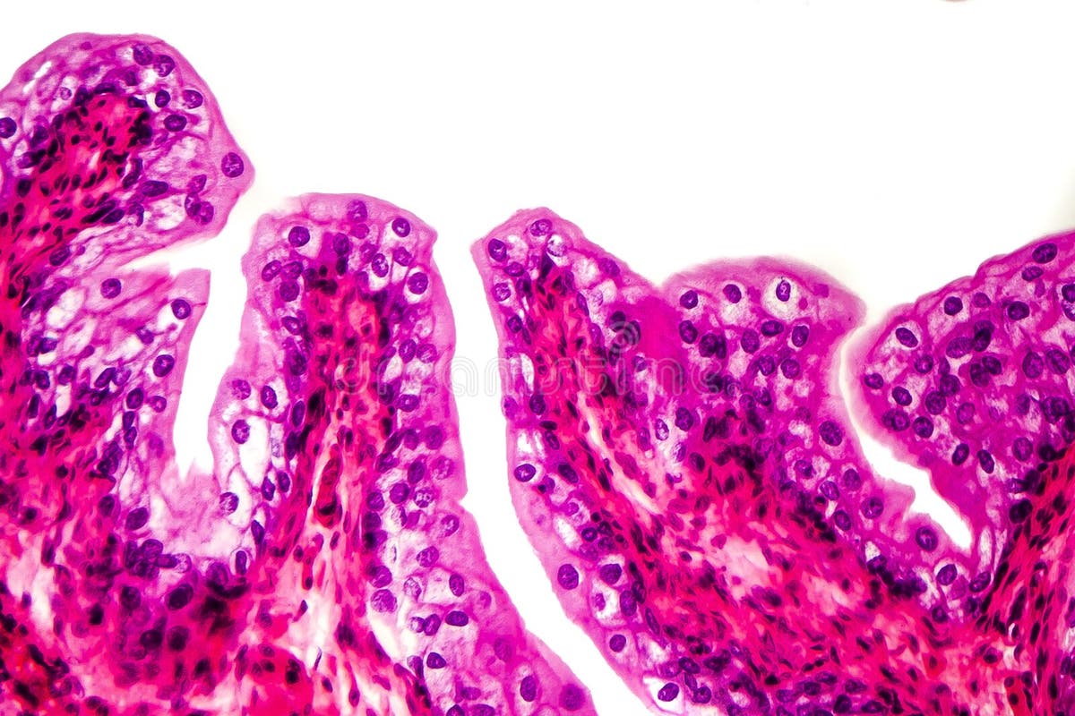 1,032 Microscopic Epithelial Tissue Stock Photos - Free & Royalty-Free ...