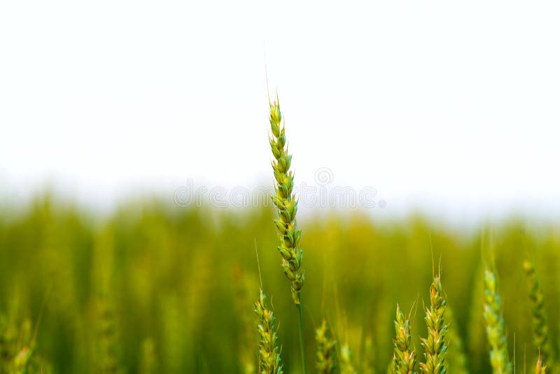 Transitoires D'orge Dans La Perspective De Champ Vert Image stock ...
