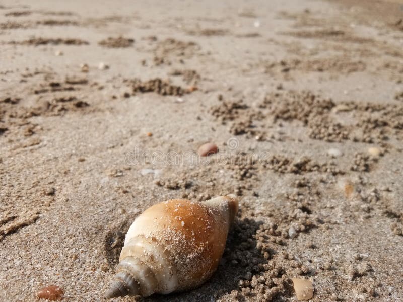 Translation of shells stock photo. Image of white, detailed - 124988228