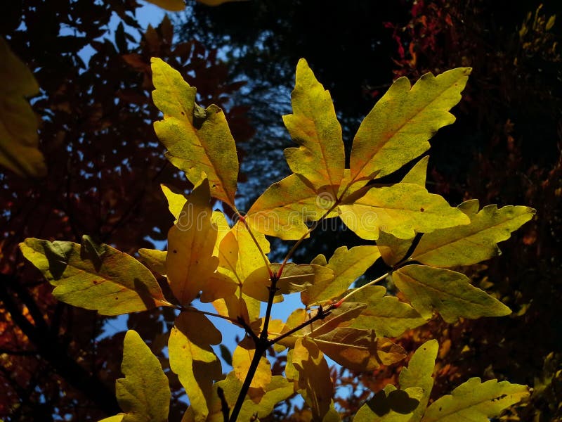 Translucent Acer Tree Leaves Stock Image - Image of leaves, translucent ...
