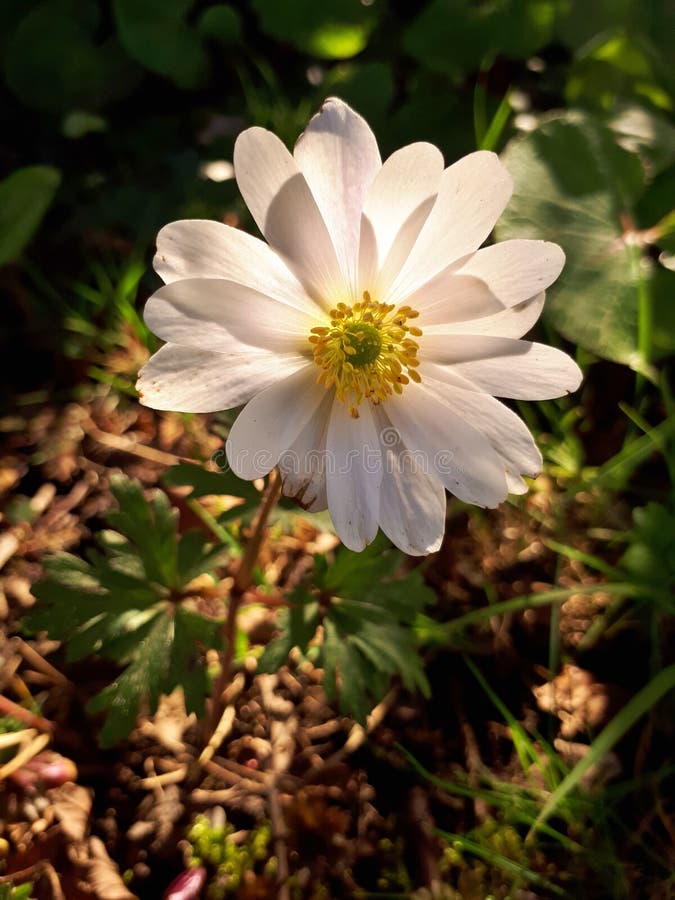 Translucent Anemone Blanda White Splendour Flower Stock Image - Image ...