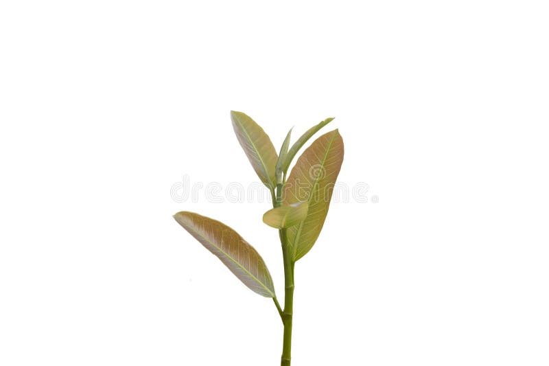 Translucent Background of Plant Saplings White Background Stock Image ...