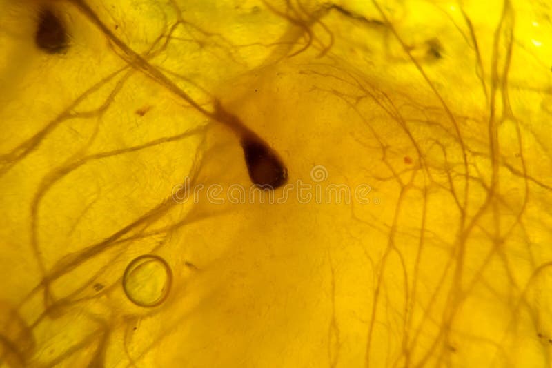 Translucent Backlit Fruit Pulp Close-up. Abstract Flesh and Fibers ...