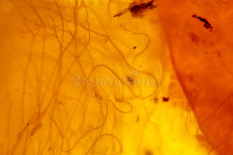 824 Pulp Fibers Stock Photos - Free & Royalty-Free Stock Photos from ...