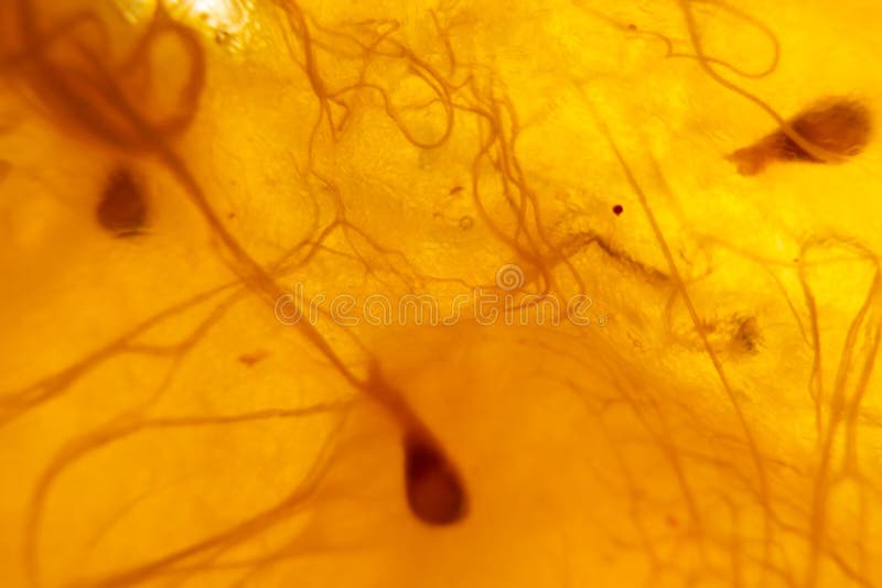 Translucent Backlit Fruit Pulp Close-up. Abstract Flesh and Fibers ...