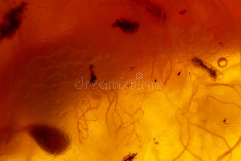 Translucent Backlit Fruit Pulp Close-up. Abstract Flesh and Fibers ...