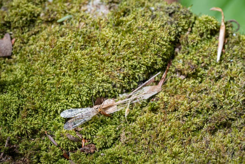 Translucent and Black Scorpion Fly, Panorpa, on Green Moss Stock Photo ...