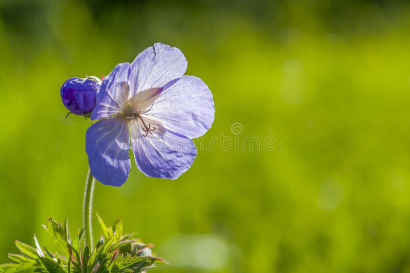 Translucent blue flower stock photo. Image of detail - 109128742