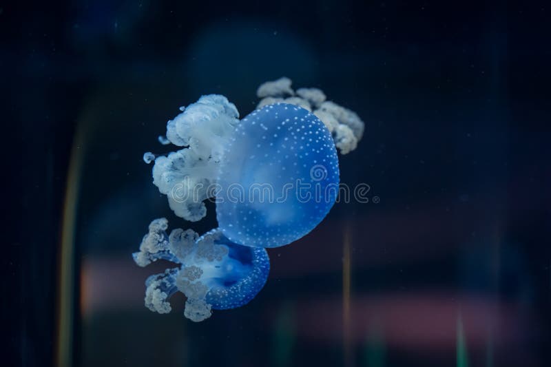 Translucent Blue Jellyfish with White Spots Delicately Floating in the ...