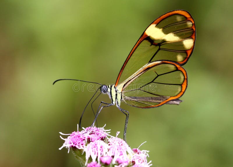 Translucent butterfly stock photo. Image of macro, america - 9366502
