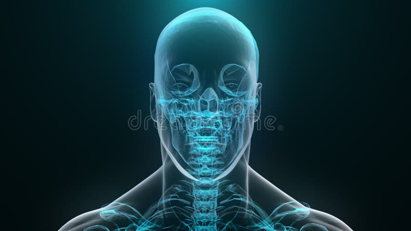 Human xray. 3D render stock illustration. Illustration of scan - 221255314