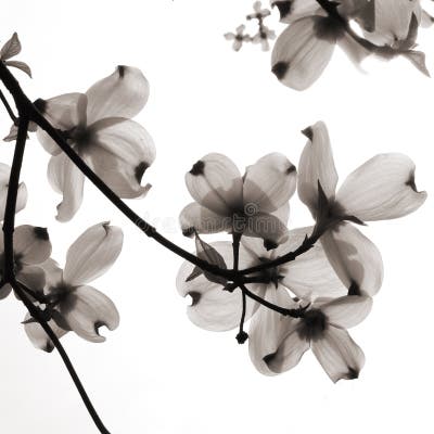 Translucent flower petals stock photo. Image of light - 14902014