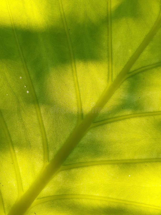 Translucent Fresh Leaf by Sun Light Stock Image - Image of light ...