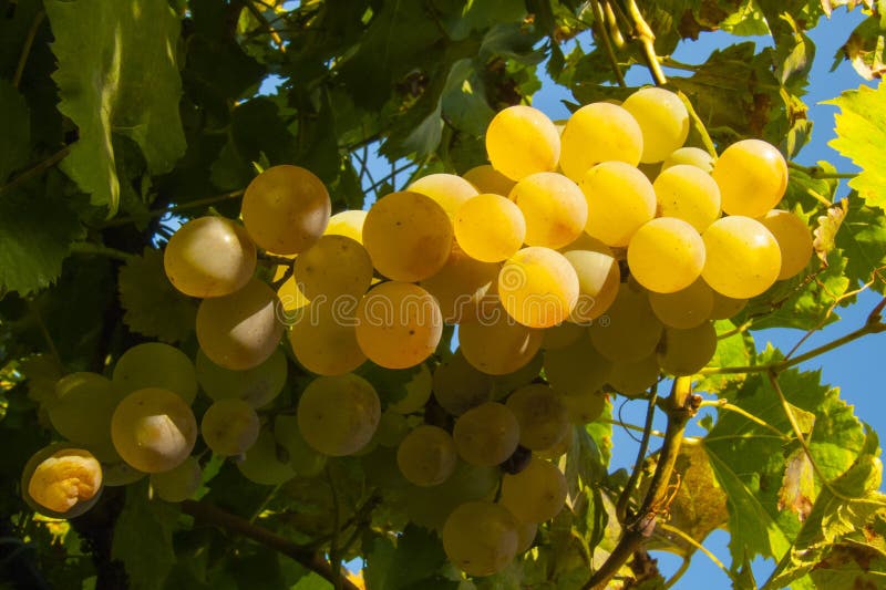 Translucent Grapes: Sunlight on the Vine Stock Image - Image of summer ...