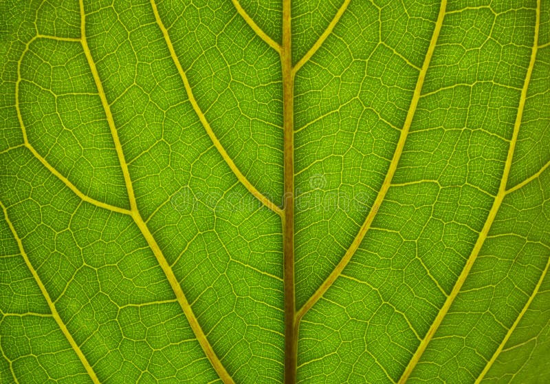 Translucent green leaf stock image. Image of closeup - 248641383