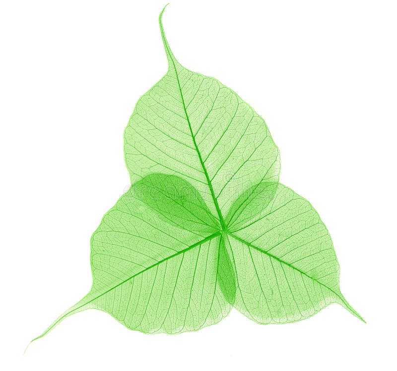 Translucent green leaves stock photo. Image of leaf, stems - 3133142