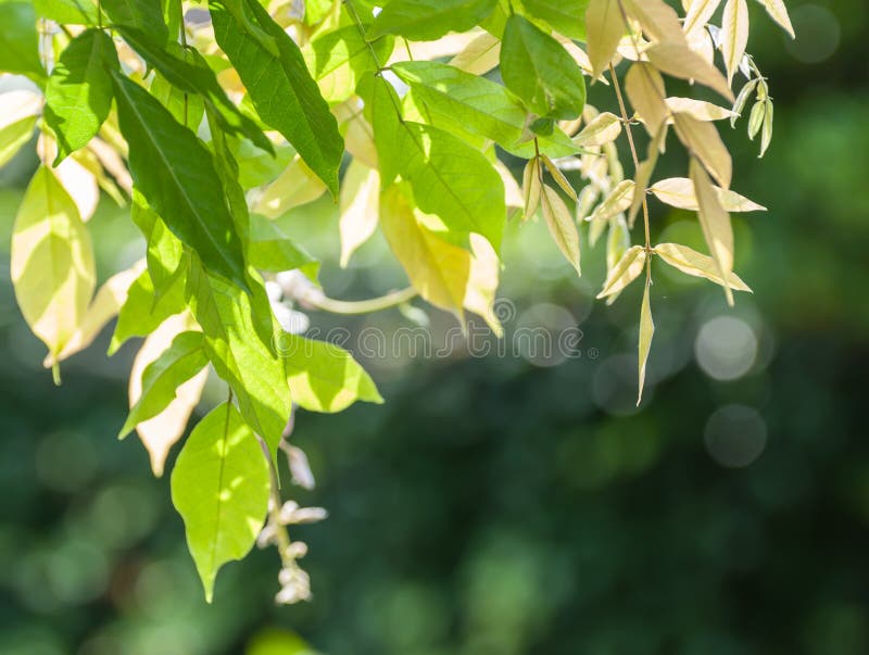 Translucent Green Leaves Backlit by Afternoon Sun Stock Photo - Image ...