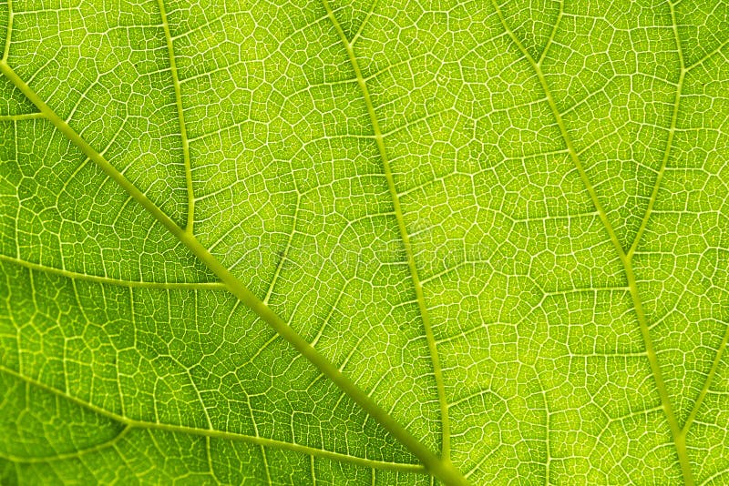 Translucent leaves stock image. Image of white, vein, overlap - 3133139