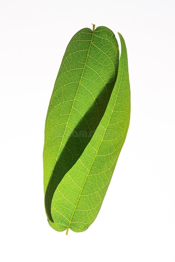 Translucent Green Plant Leaves on White Backgrounds. Ecology Concept ...